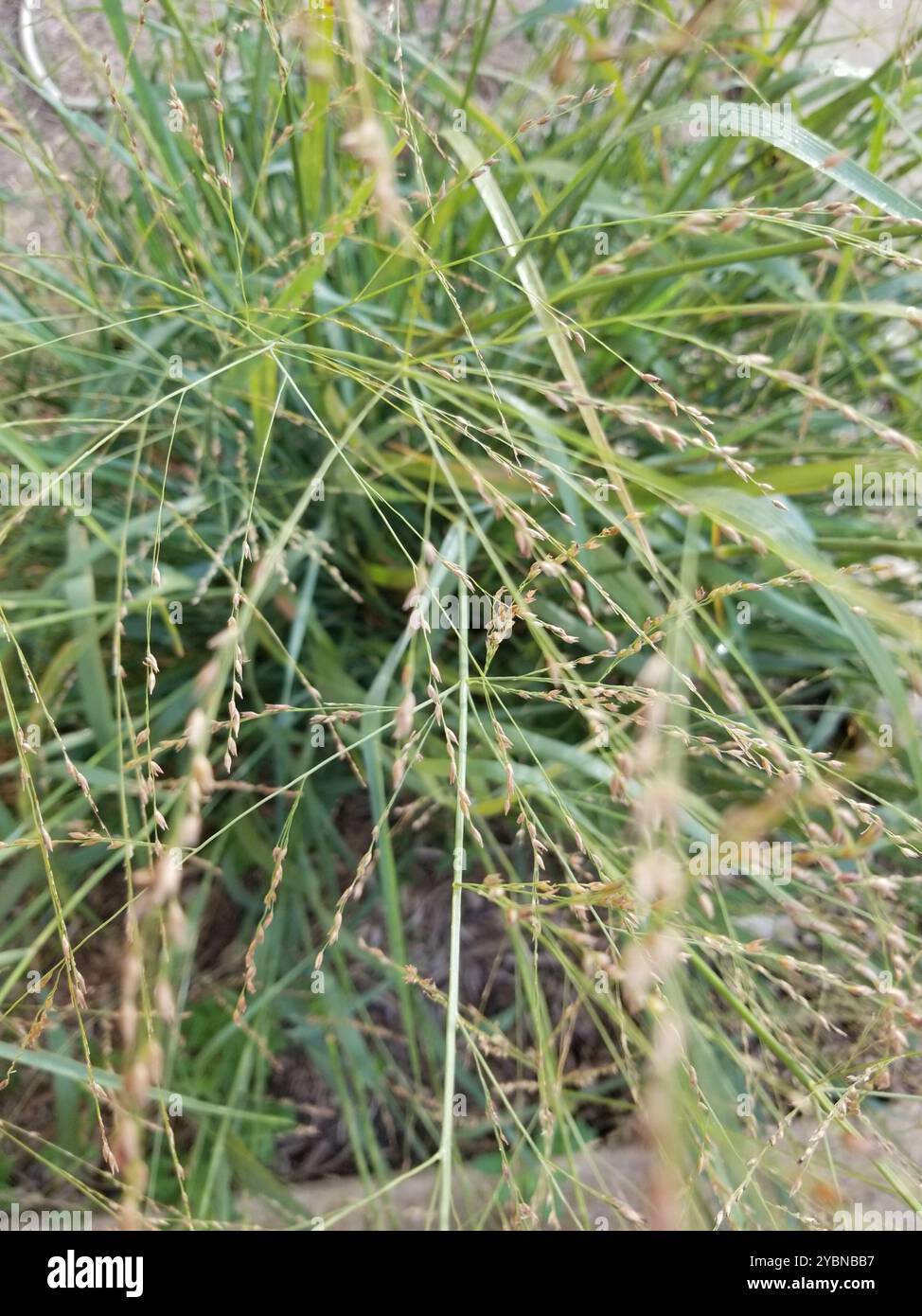 switchgrass (Panicum virgatum) Plantae Stock Photo - Alamy