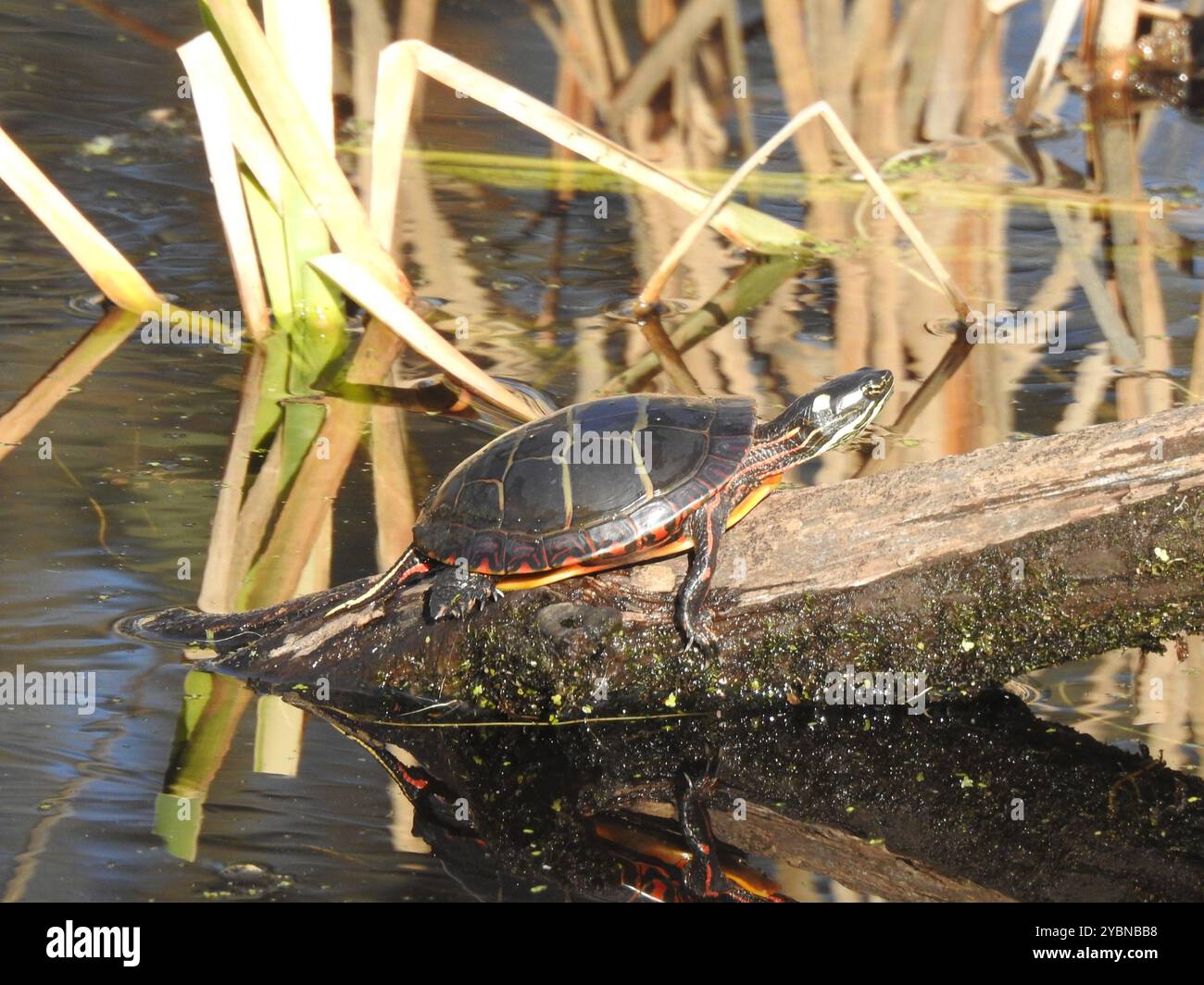 Eastern Painted Turtle (Chrysemys picta picta) Reptilia Stock Photo - Alamy