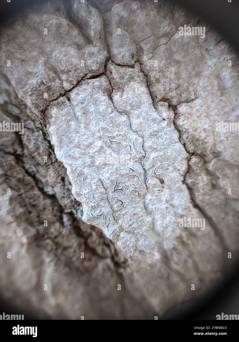 Common Script Lichen (Graphis scripta) Fungi Stock Photo - Alamy