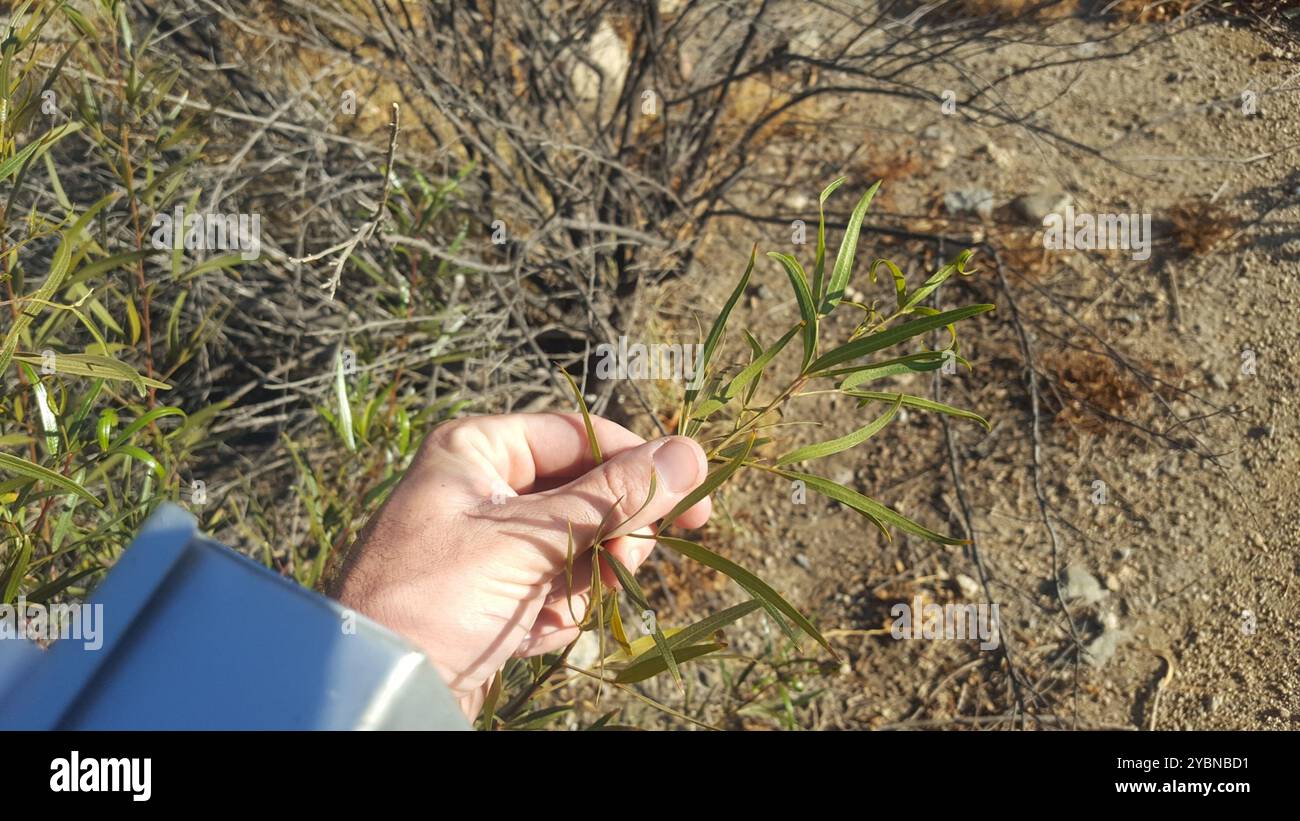 african sumac (Searsia lancea) Plantae Stock Photo - Alamy