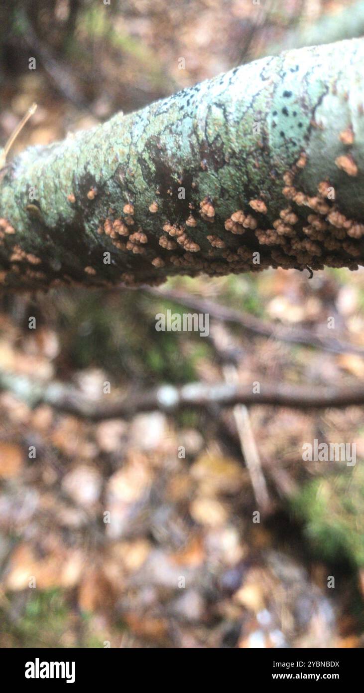 Coral Spot (Nectria cinnabarina) Fungi Stock Photo - Alamy