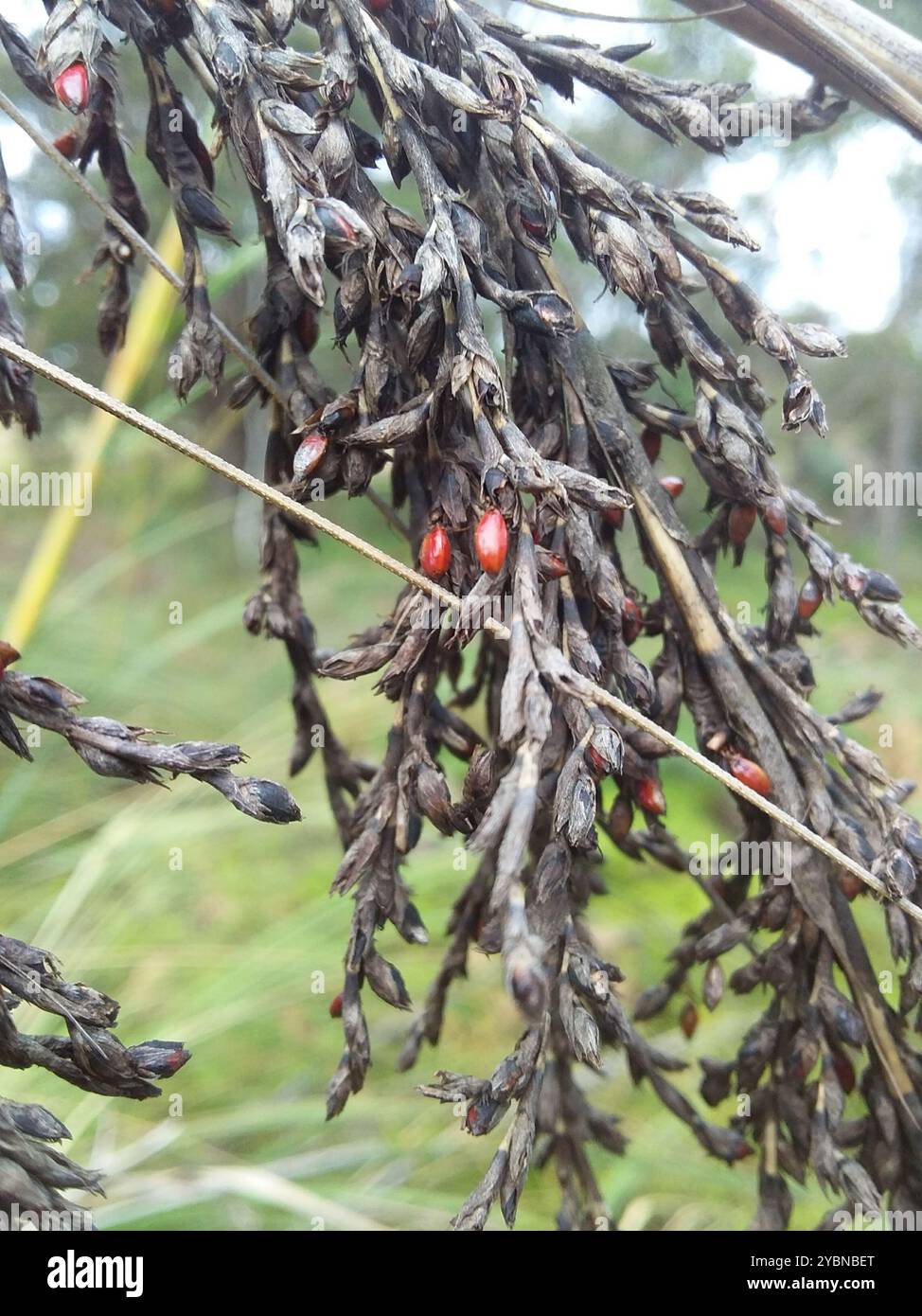 Red-fruit Saw-sedge (Gahnia sieberiana) Plantae Stock Photo - Alamy