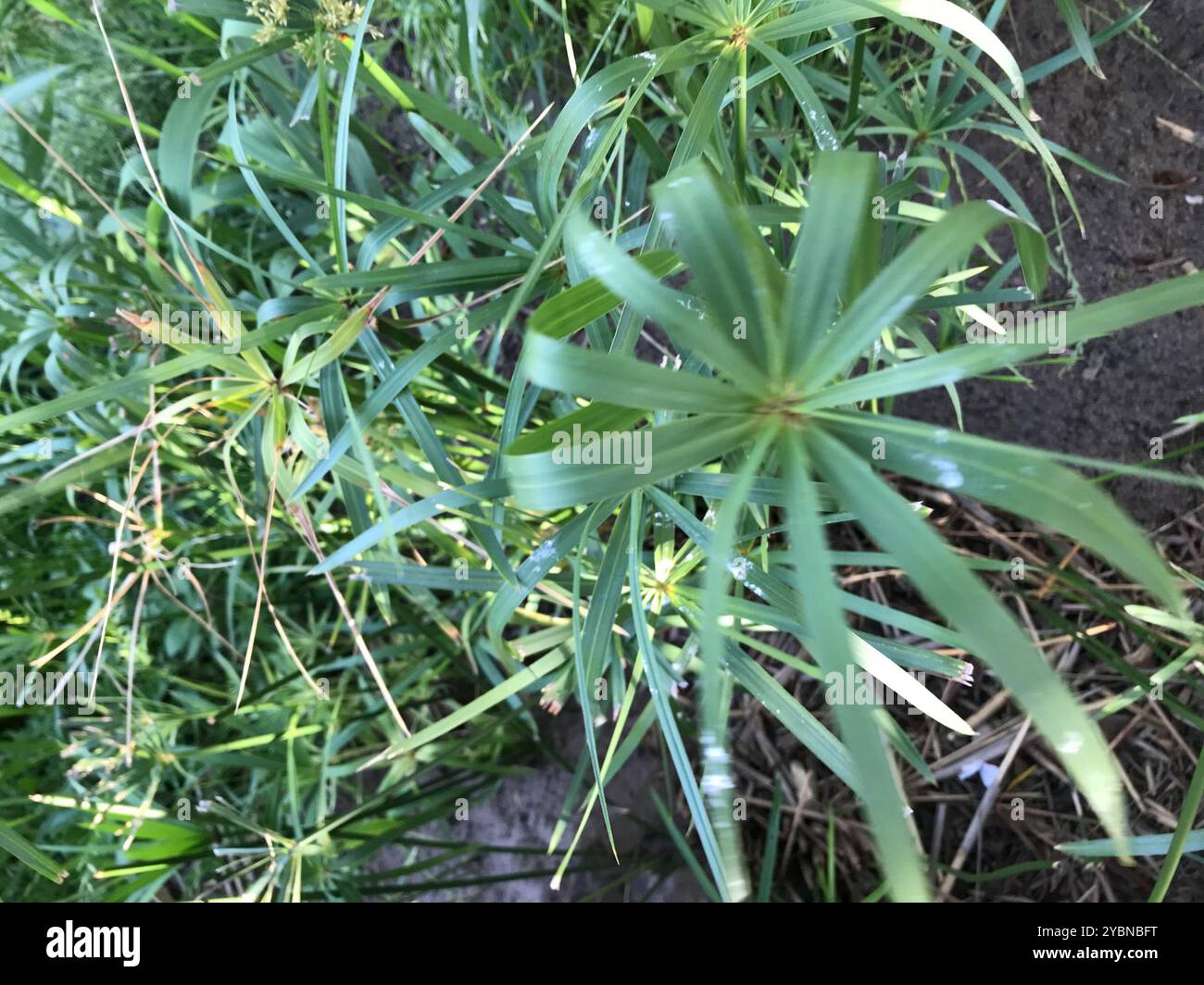 Mat Sedge (Cyperus textilis) Plantae Stock Photo - Alamy