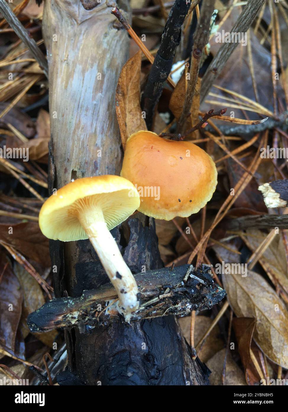 Common Rustgill (Gymnopilus penetrans) Fungi Stock Photo - Alamy