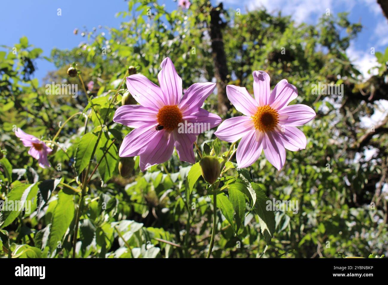 Tree Dahlia (Dahlia imperialis) Plantae Stock Photo - Alamy