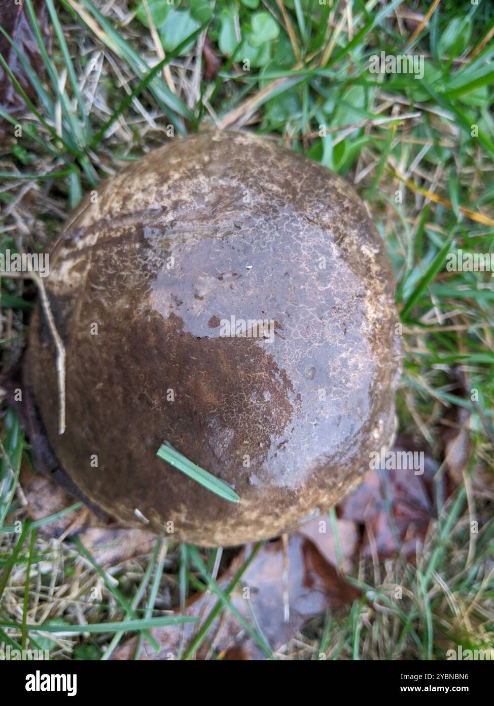 Purple-spored Puffball (Calvatia cyathiformis) Fungi Stock Photo - Alamy