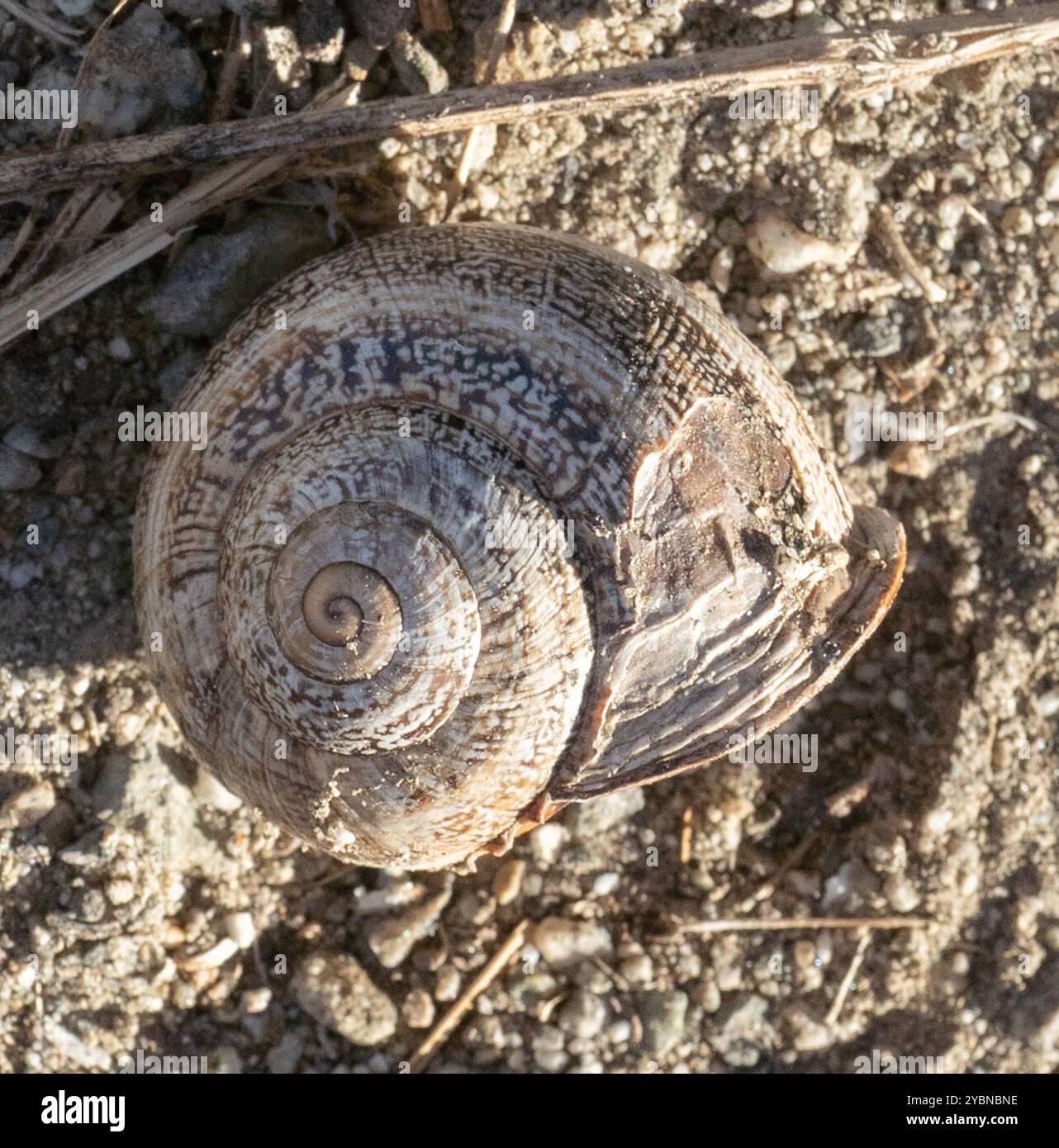 Milk Snail (Otala lactea) Mollusca Stock Photo - Alamy