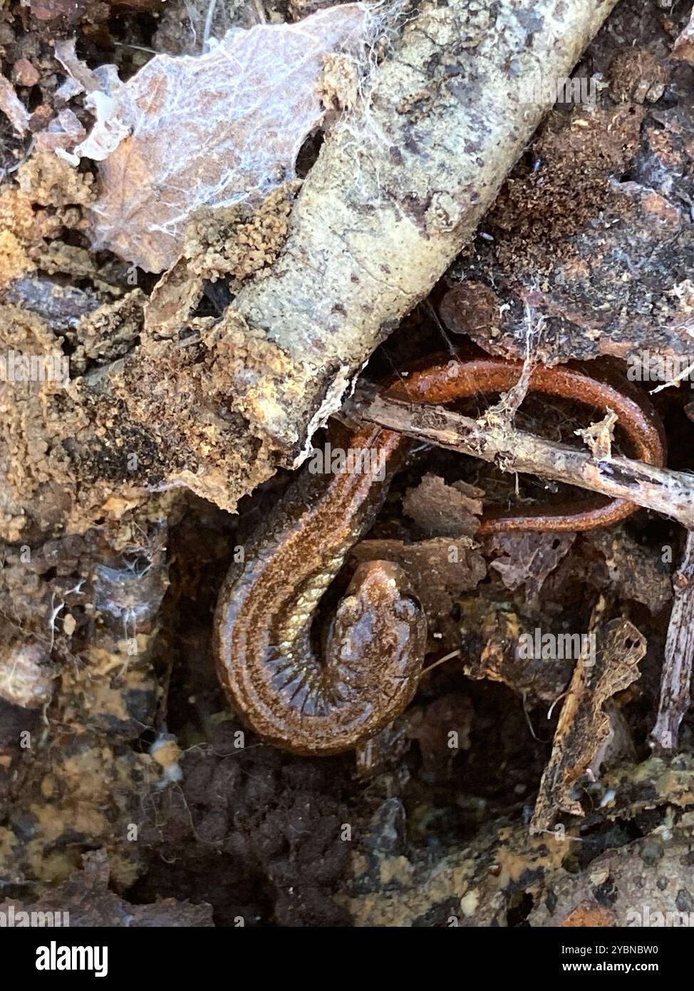 Woodland Salamanders (Plethodon) Amphibia Stock Photo - Alamy