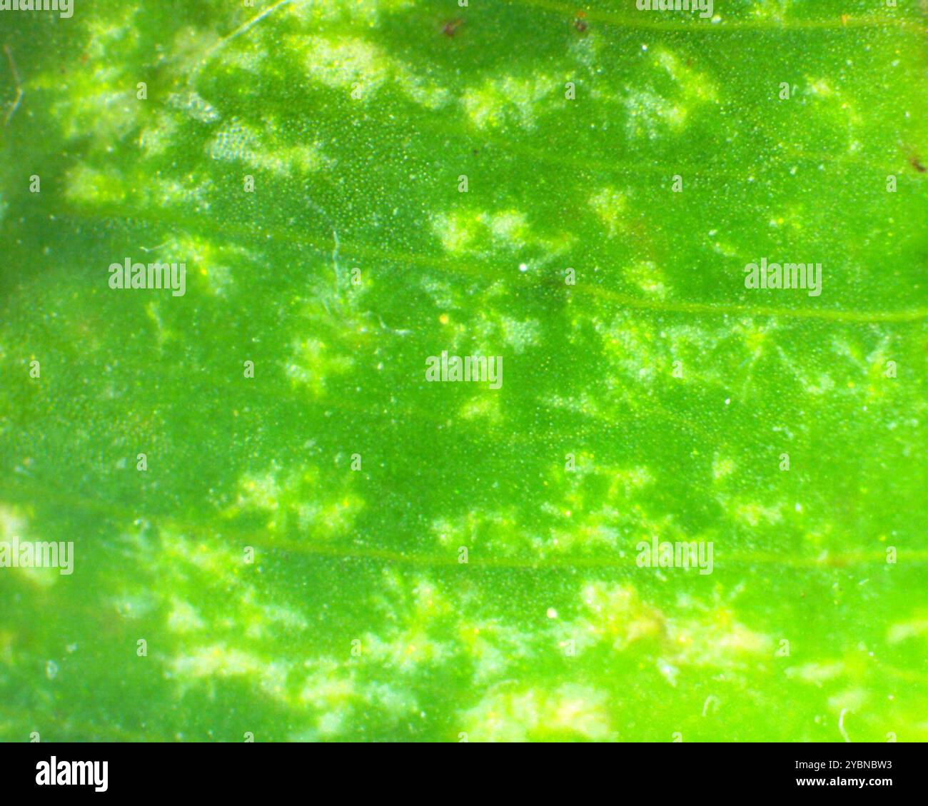 Clover mite hi-res stock photography and images - Alamy