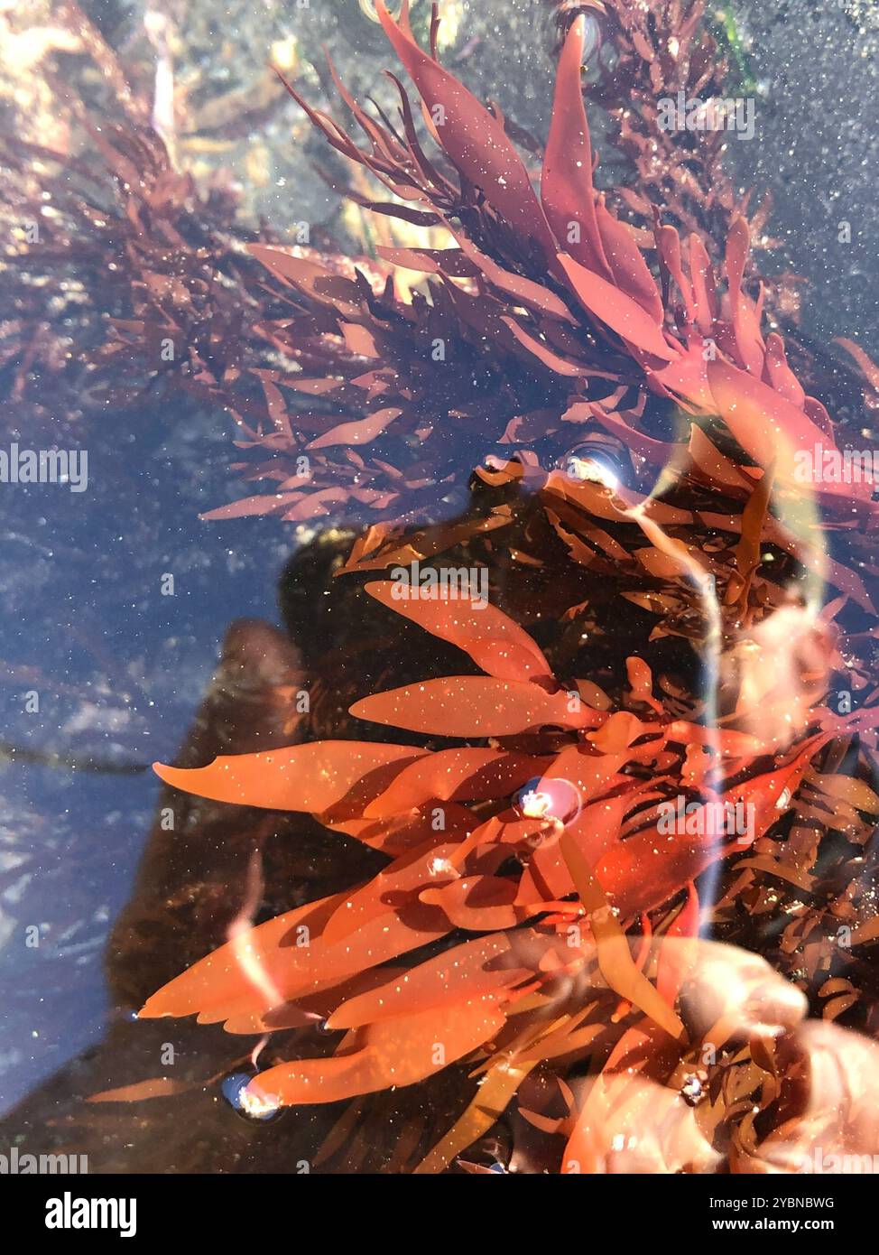 Bleach Weed (Prionitis sternbergii) Plantae Stock Photo - Alamy