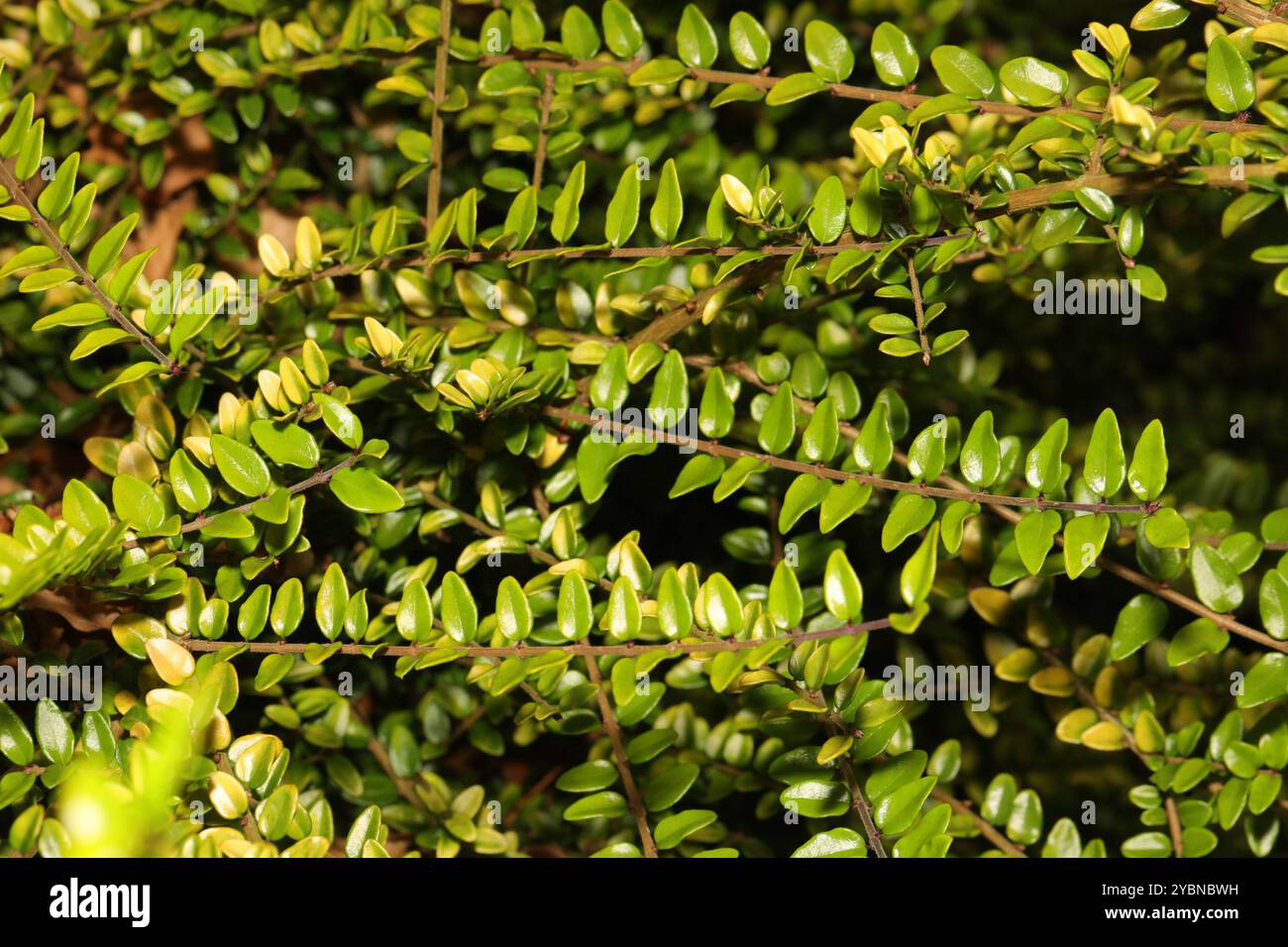 Hedge Honeysuckle (Lonicera ligustrina yunnanensis) Plantae Stock Photo ...
