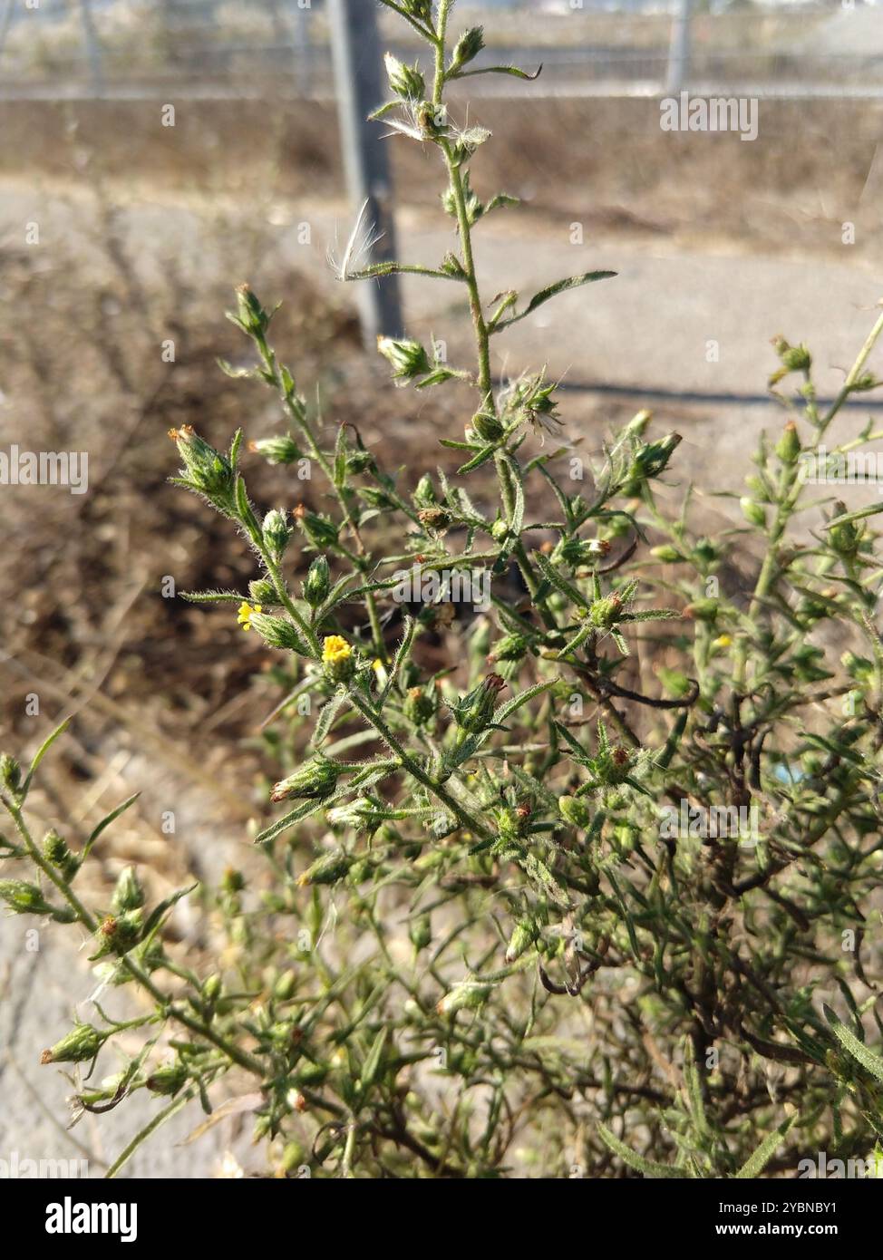 Stinkwort (Dittrichia graveolens) Plantae Stock Photo - Alamy