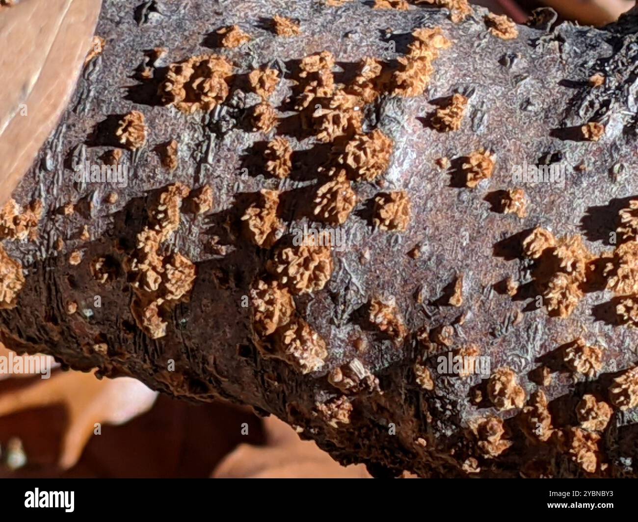 brown-toothed crust fungus (Hydnoporia olivacea) Fungi Stock Photo - Alamy