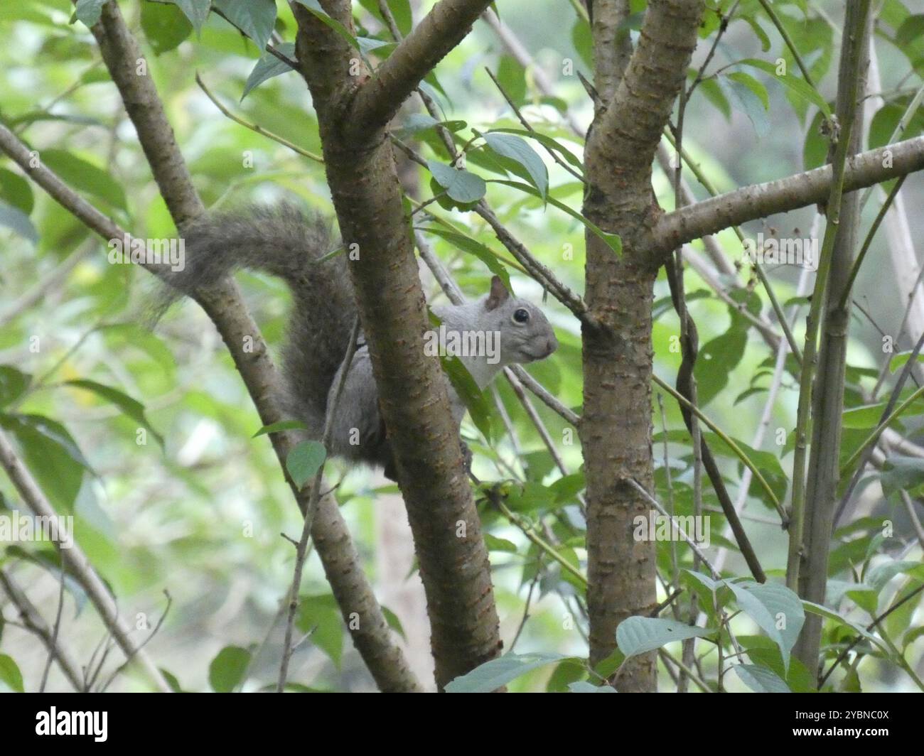Brazilian Squirrel (Sciurus brasiliensis) Mammalia Stock Photo - Alamy