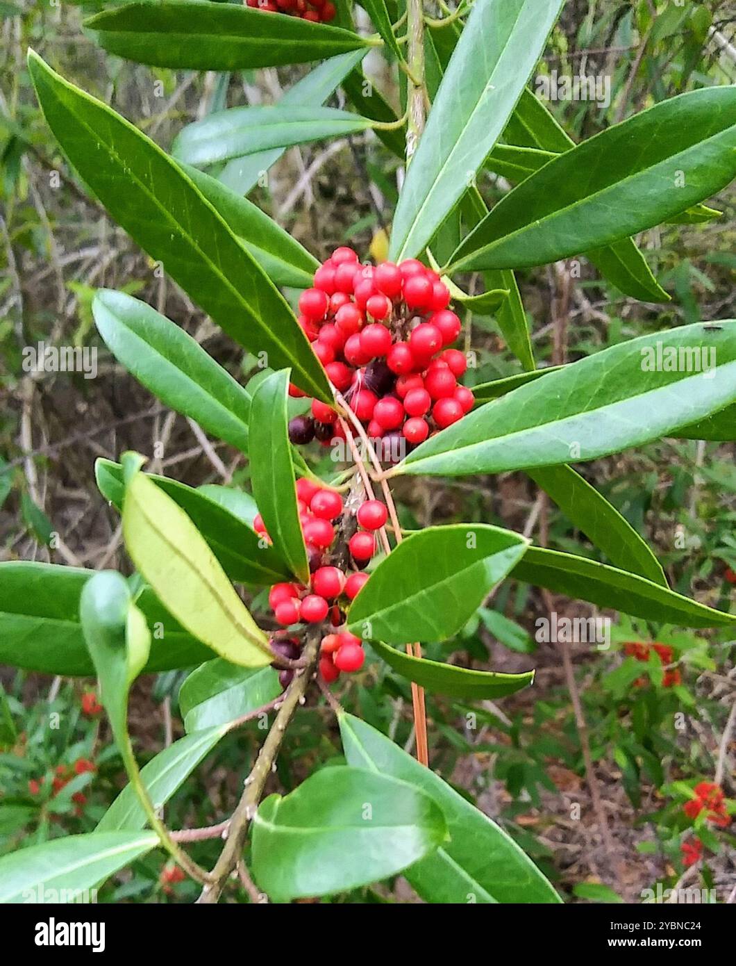 dahoon holly (Ilex cassine) Plantae Stock Photo - Alamy