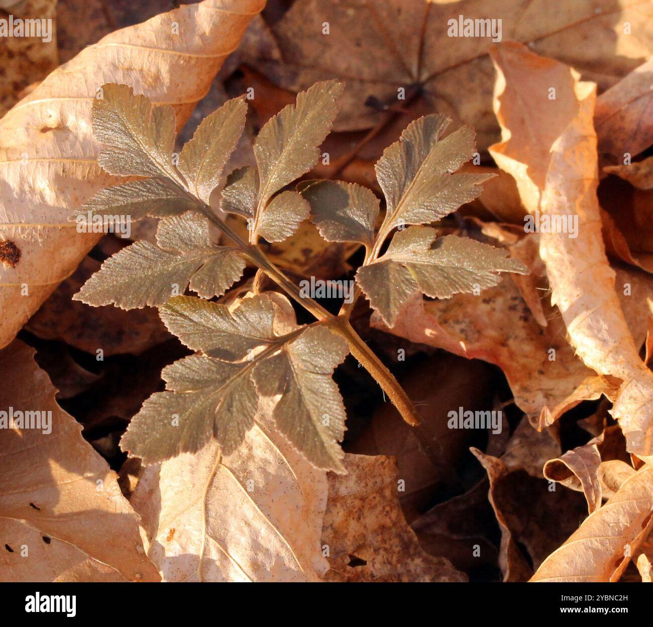 bronze fern (Sceptridium dissectum obliquum) Plantae Stock Photo - Alamy