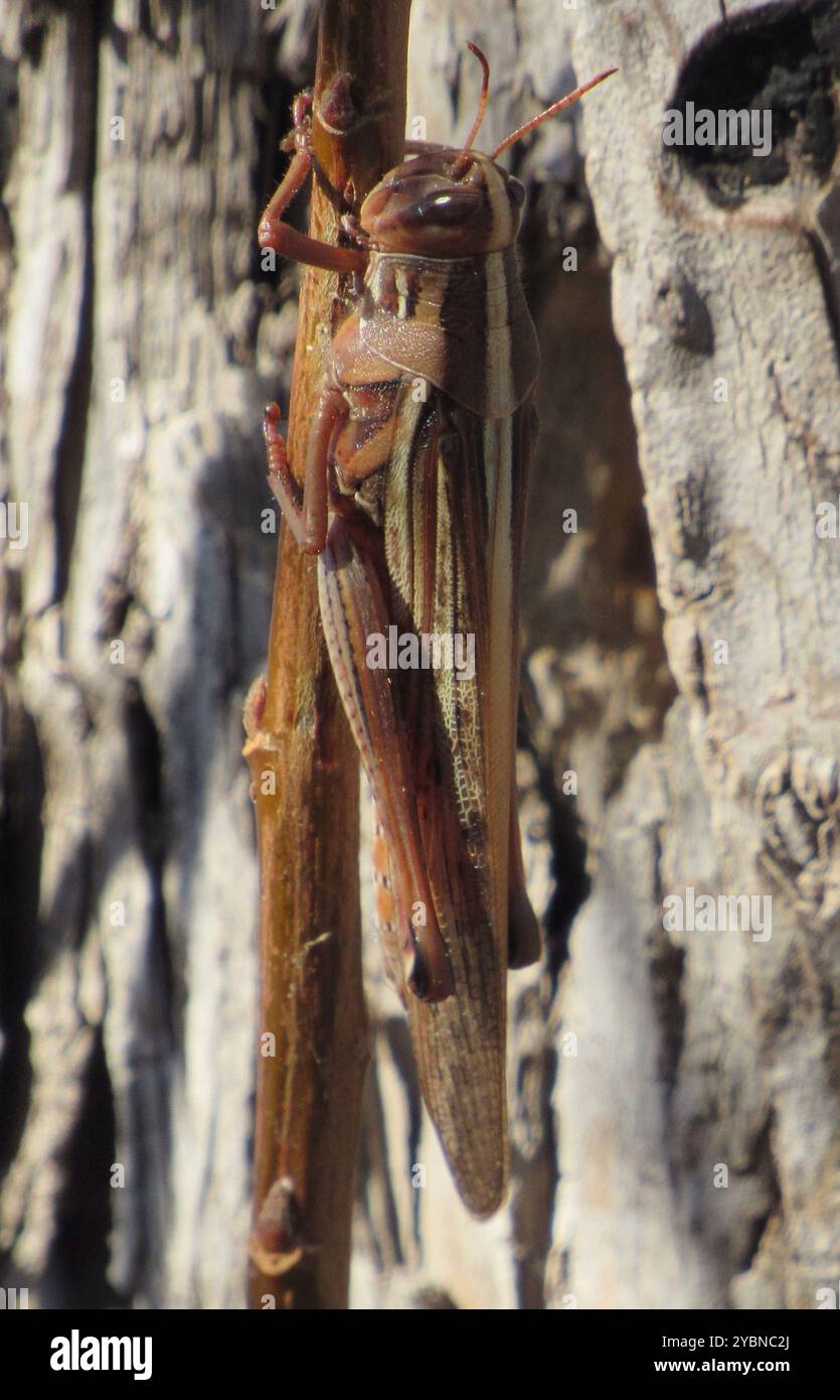 American Bird Grasshopper (Schistocerca americana) Insecta Stock Photo ...