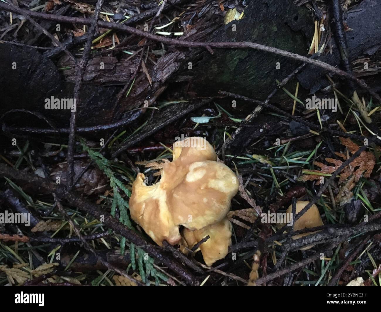 Pacific Golden Chanterelle (Cantharellus formosus) Fungi Stock Photo ...