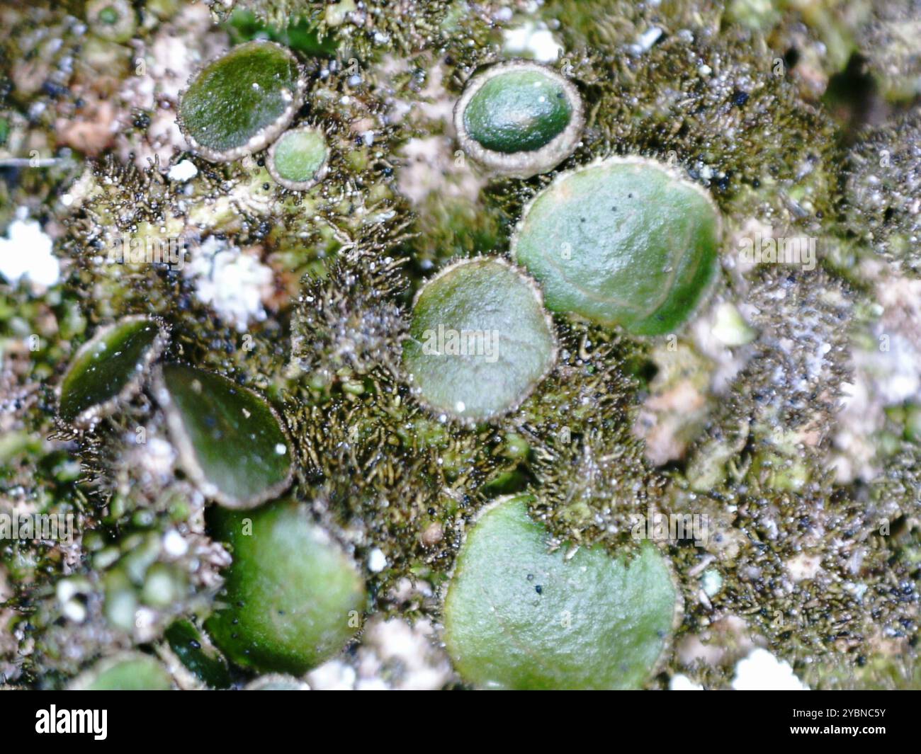 Blistered Camouflage Lichen (Xanthoparmelia loxodes) Fungi Stock Photo ...