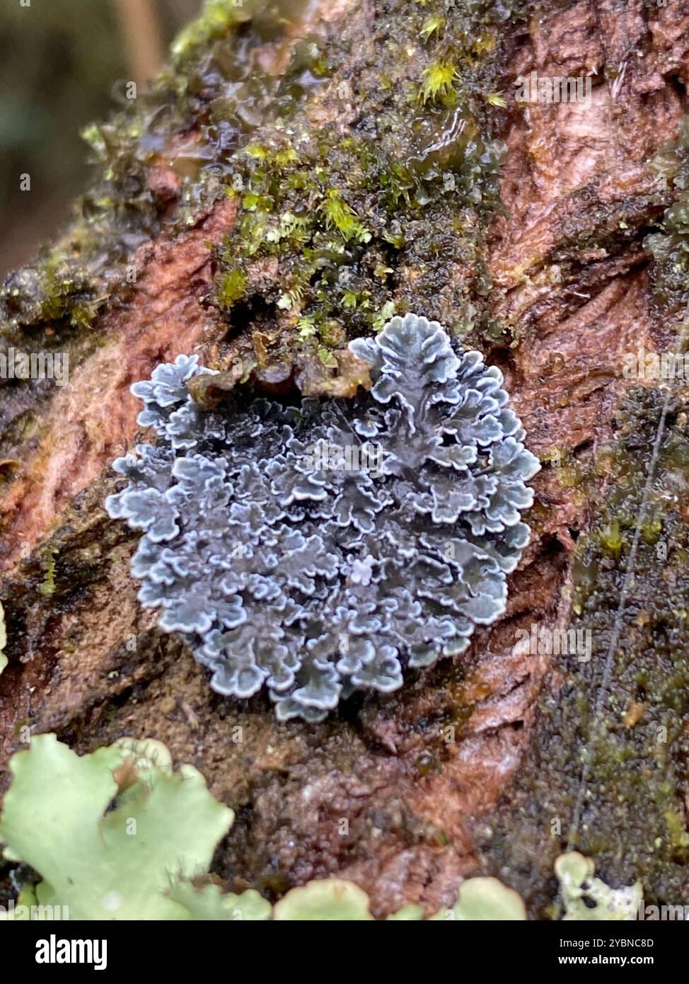 Moon Lichens (Sticta) Fungi Stock Photo - Alamy