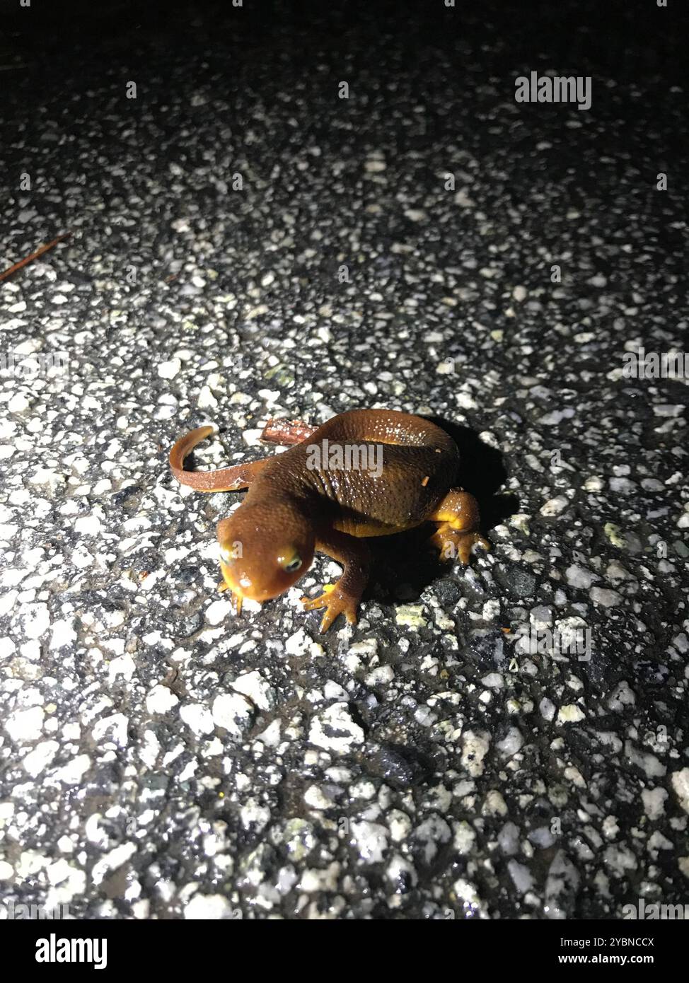 California Newt (Taricha torosa) Amphibia Stock Photo - Alamy