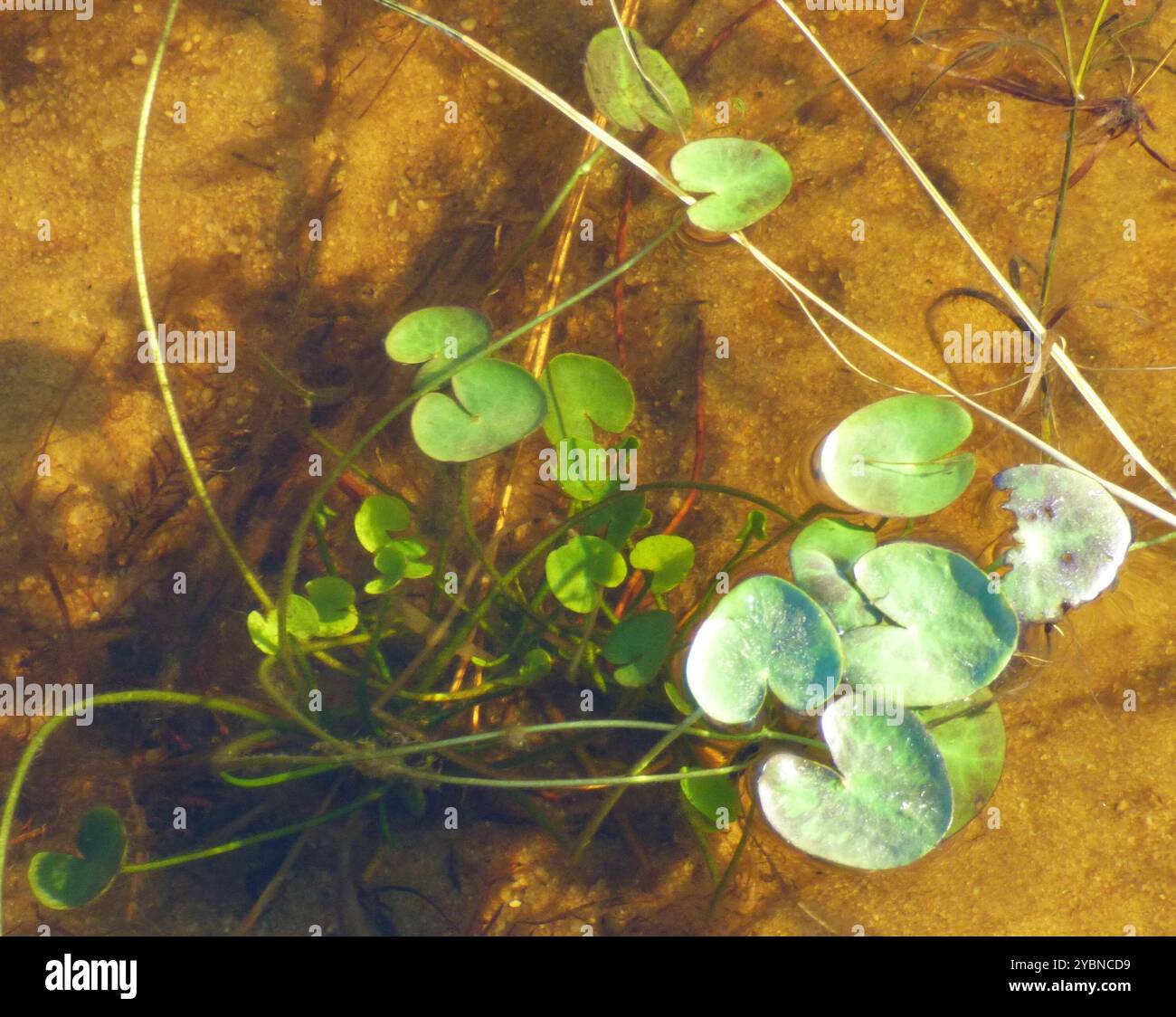 flowering plants (Angiospermae) Plantae Stock Photo - Alamy