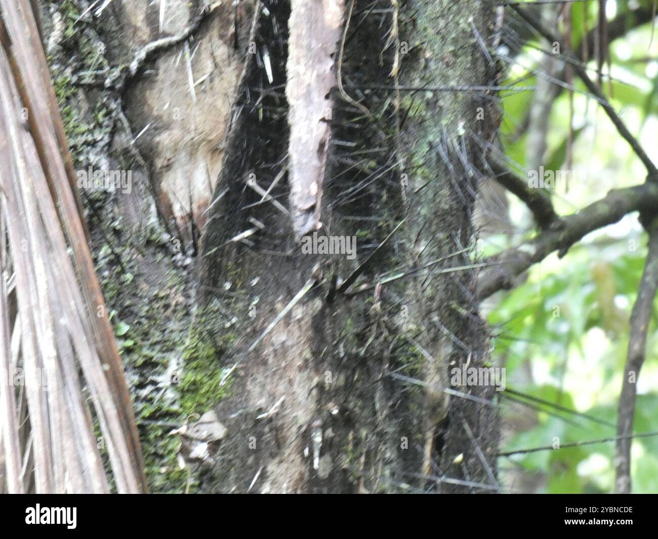 Macaw palm (Acrocomia aculeata) Plantae Stock Photo - Alamy