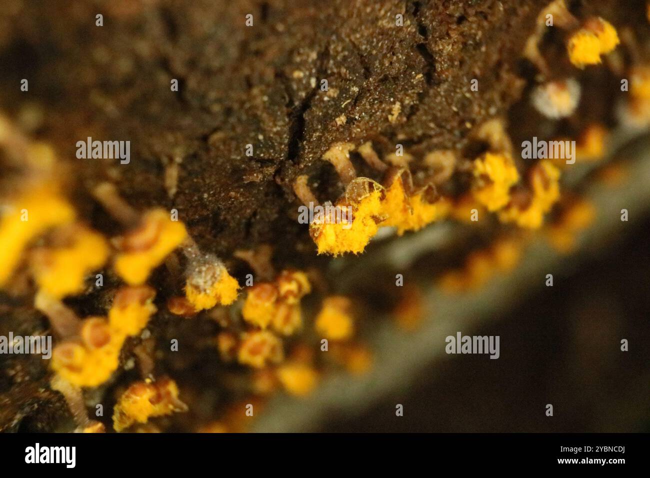 (Trichia erecta) Protozoa Stock Photo - Alamy