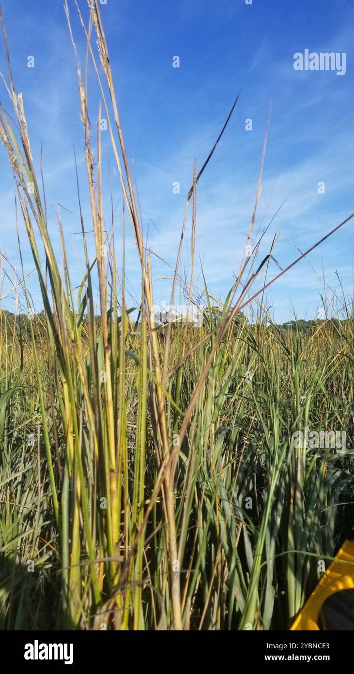 Saltmarsh Cordgrass (Sporobolus alterniflorus) Plantae Stock Photo - Alamy