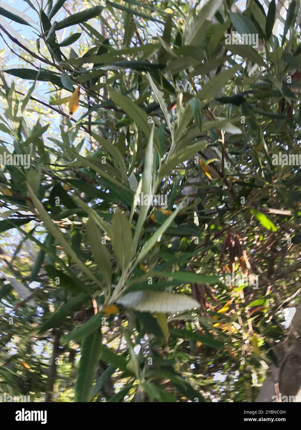 African olive (Olea europaea cuspidata) Plantae Stock Photo - Alamy