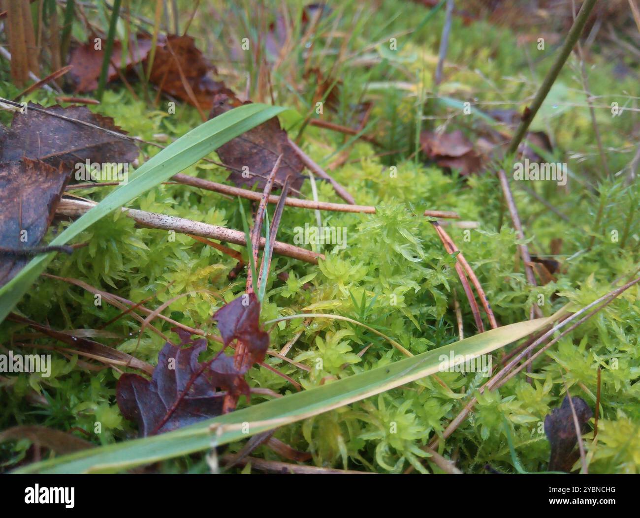 Lesser Cow-horn Bog-moss (Sphagnum inundatum) Plantae Stock Photo - Alamy