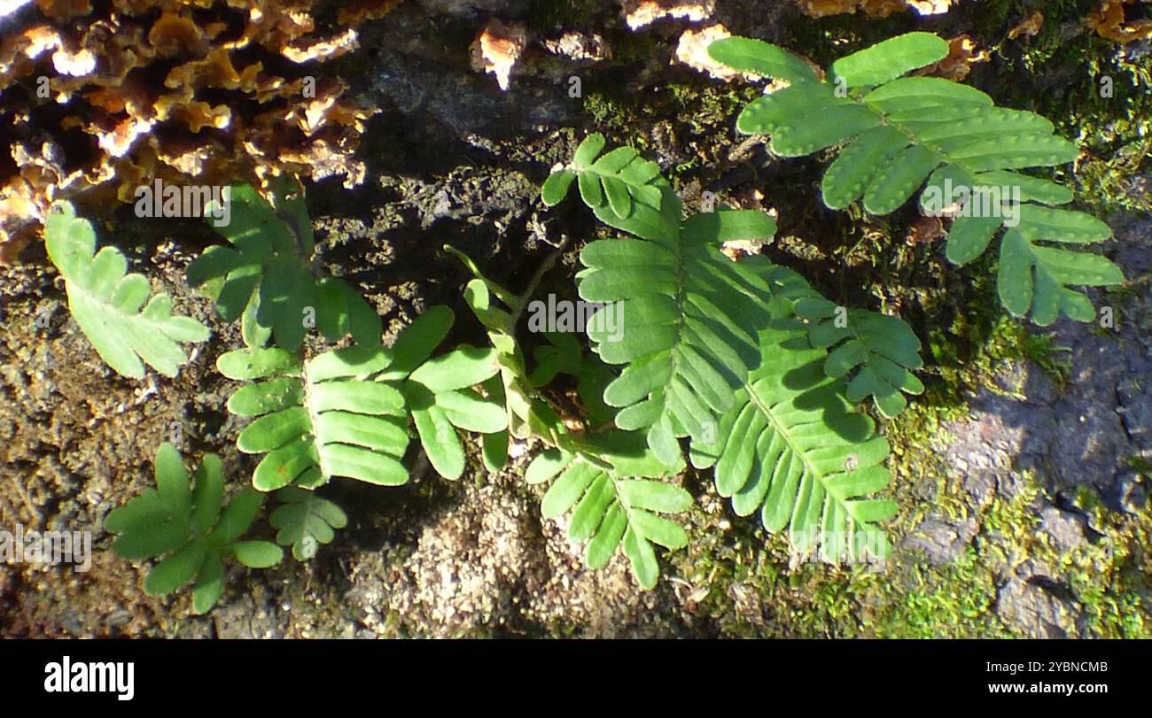 resurrection fern (Pleopeltis michauxiana) Plantae Stock Photo - Alamy