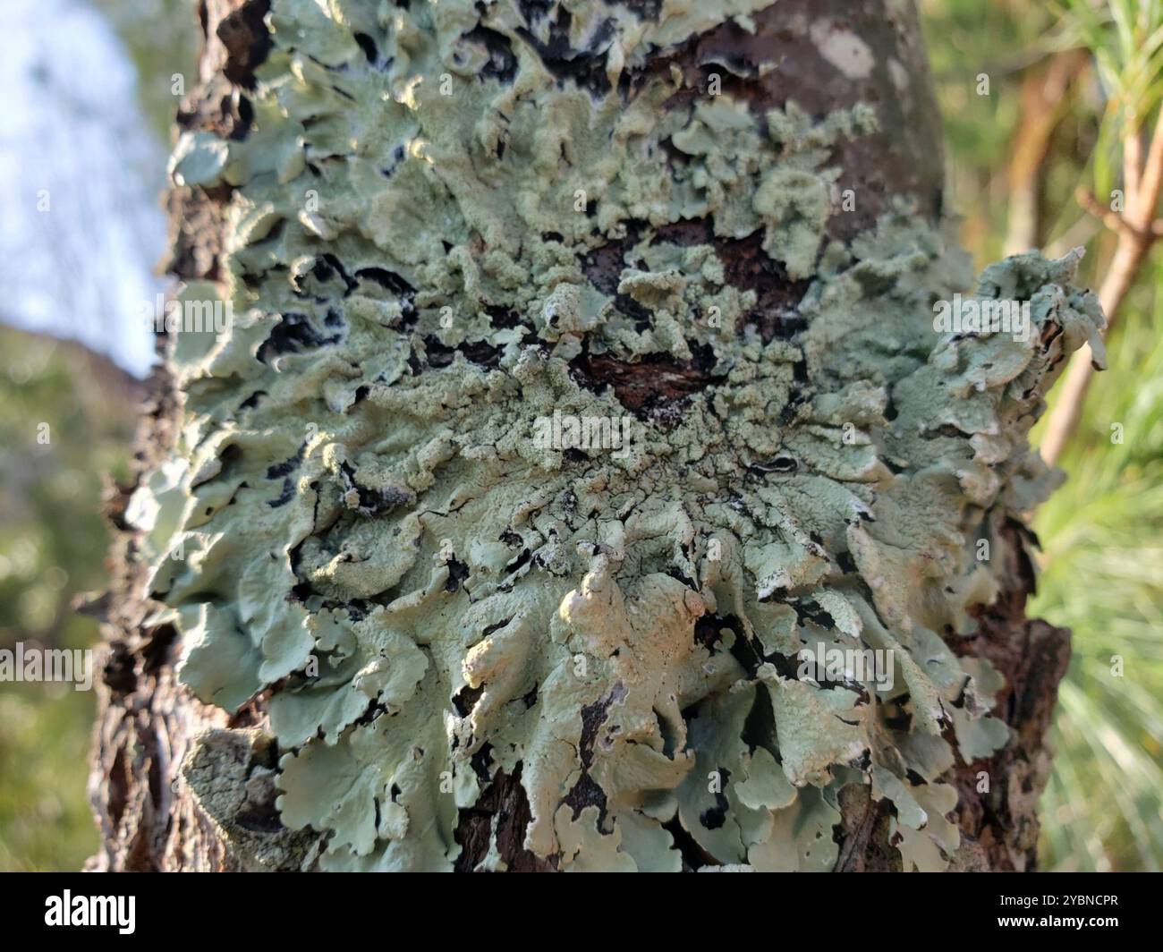 common greenshield lichen (Flavoparmelia caperata) Fungi Stock Photo ...