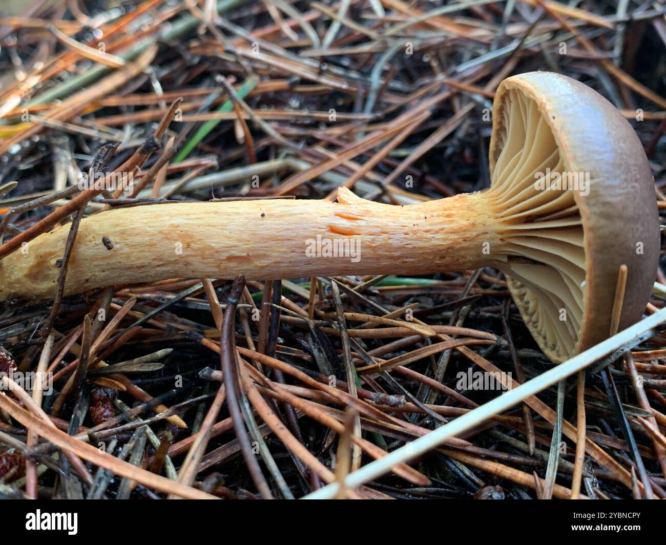Pine Spikes (Chroogomphus vinicolor) Fungi Stock Photo - Alamy