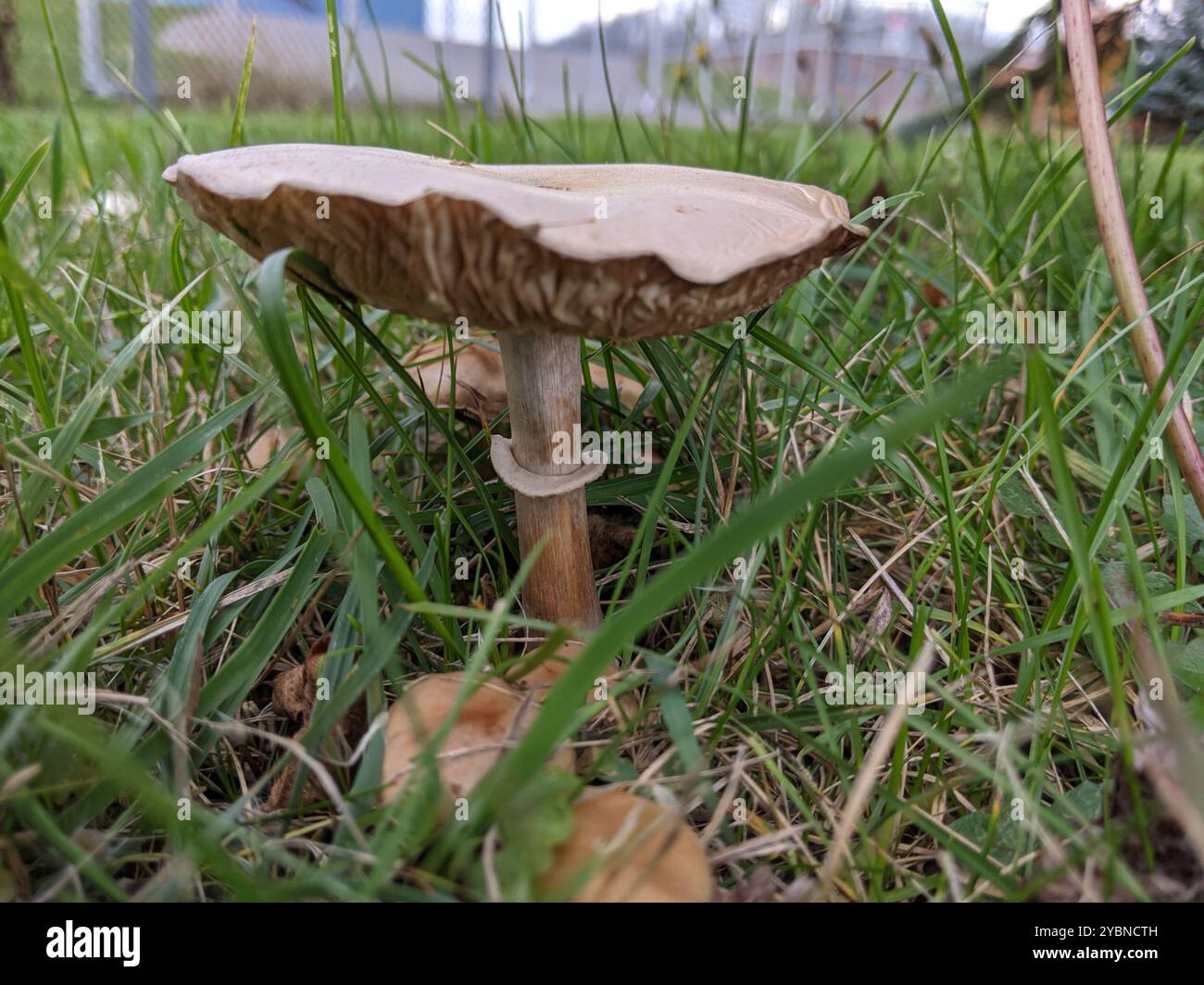 White Dapperling (Leucoagaricus leucothites) Fungi Stock Photo - Alamy