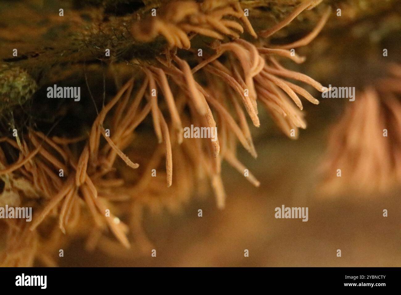 (Stemonitis axifera) Protozoa Stock Photo - Alamy