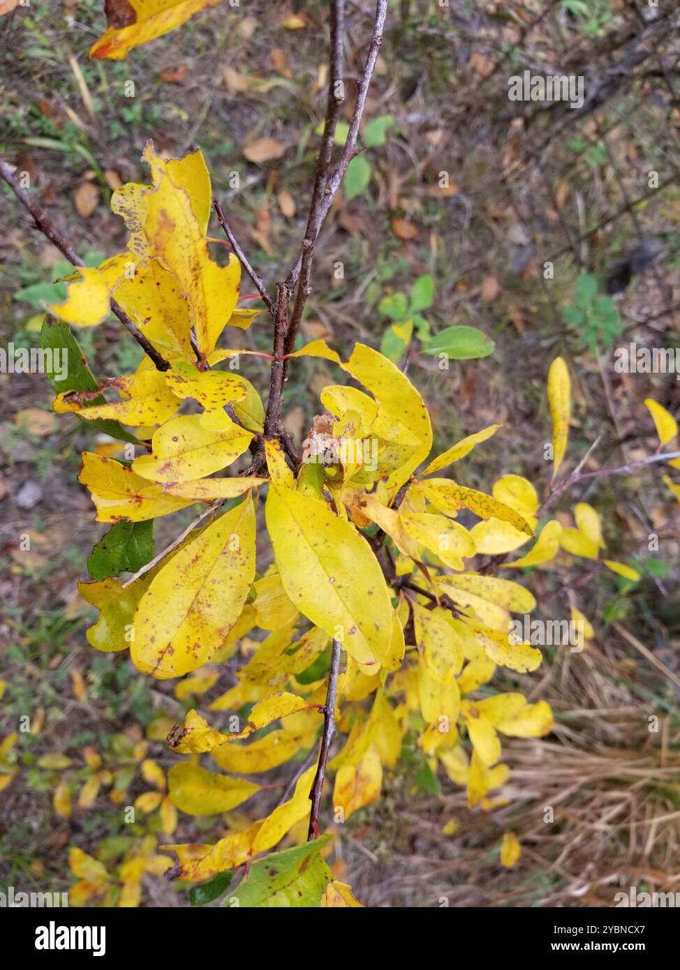 Gum bumelia (Sideroxylon lanuginosum) Plantae Stock Photo - Alamy