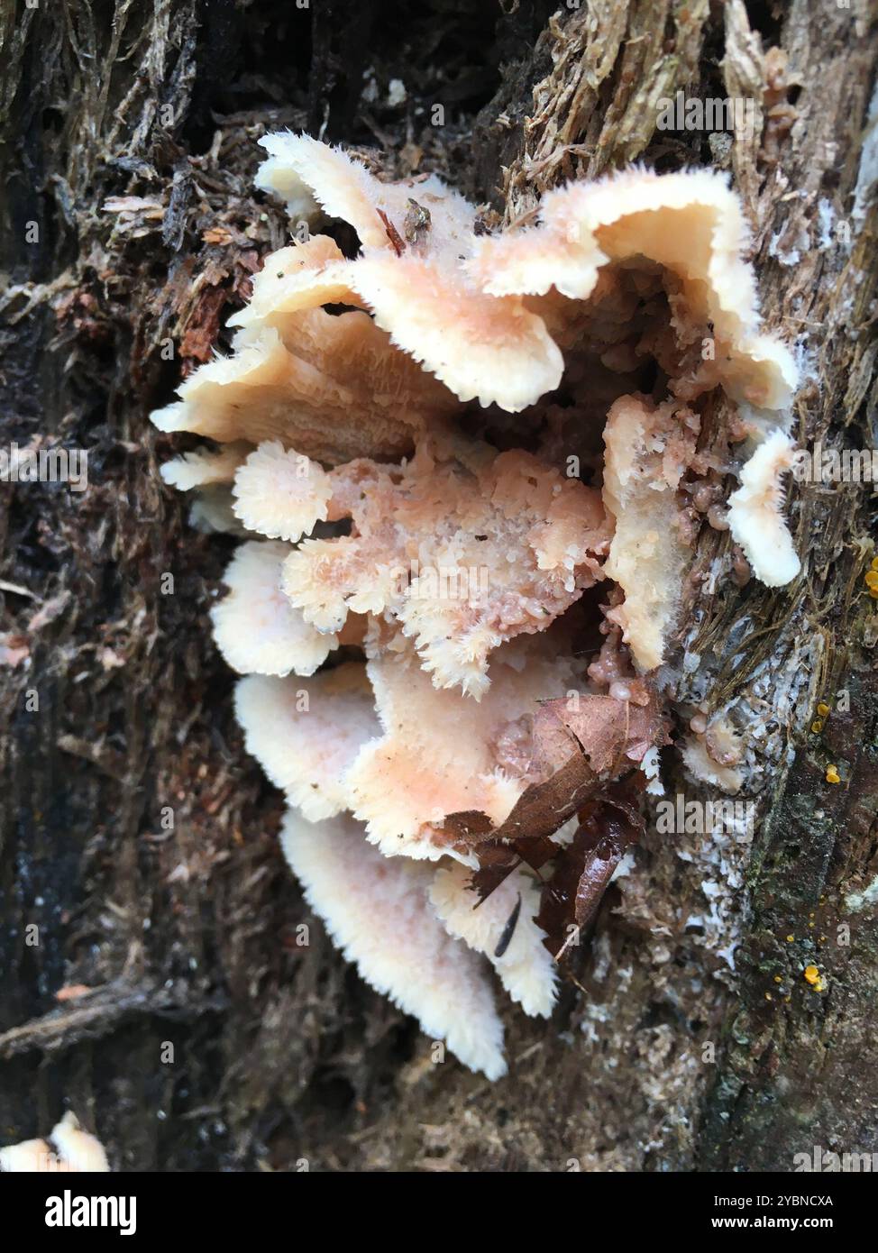 Trembling Crust (Merulius tremellosus) Fungi Stock Photo - Alamy