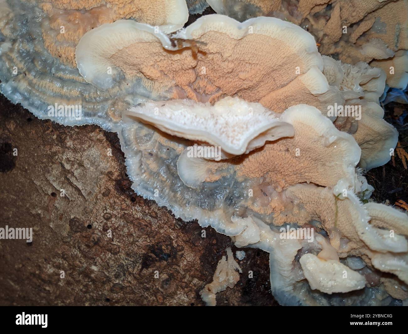Trembling Crust (Merulius tremellosus) Fungi Stock Photo - Alamy
