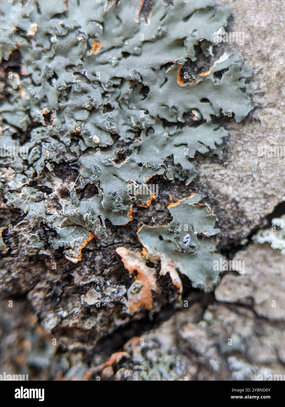 Orange-cored Shadow Lichen (Phaeophyscia rubropulchra) Fungi Stock Photo - Alamy