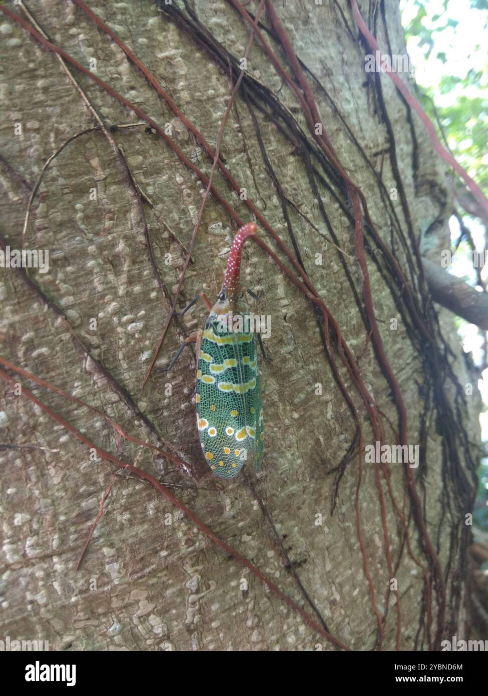 Litchi Lantern Bug (Pyrops candelaria) Insecta Stock Photo - Alamy