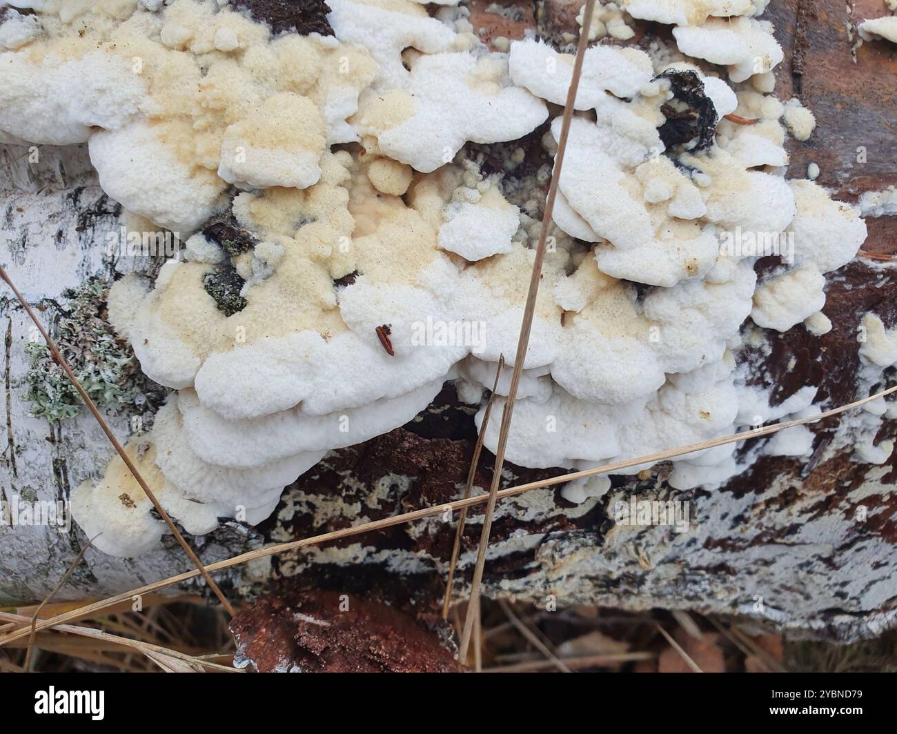 Basidiomycete Fungi (Basidiomycota) Fungi Stock Photo - Alamy