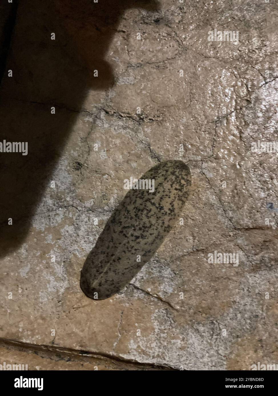 Florida Leatherleaf Slug (Leidyula floridana) Mollusca Stock Photo - Alamy