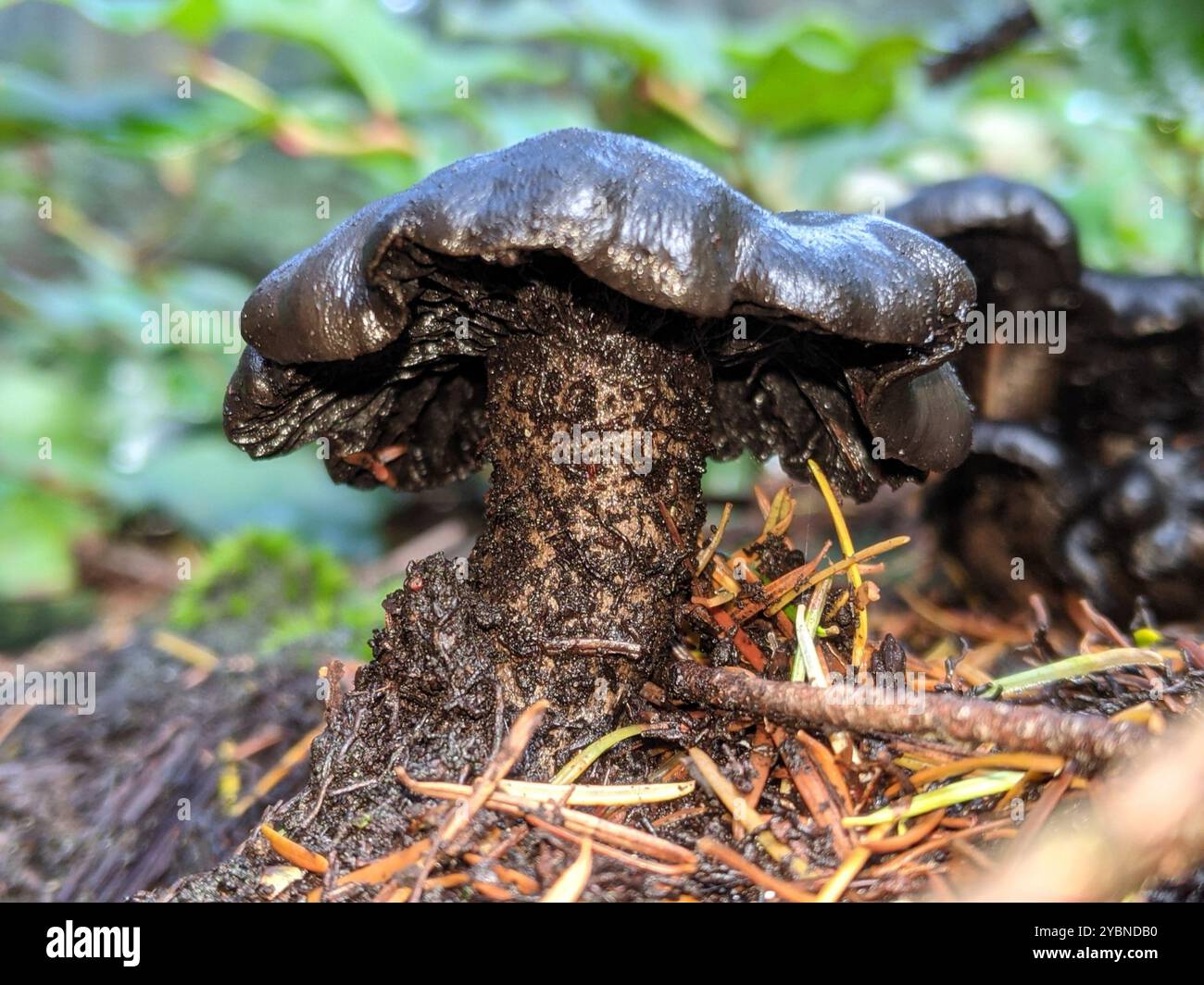 Blackening Brittlegill (Russula nigricans) Fungi Stock Photo - Alamy