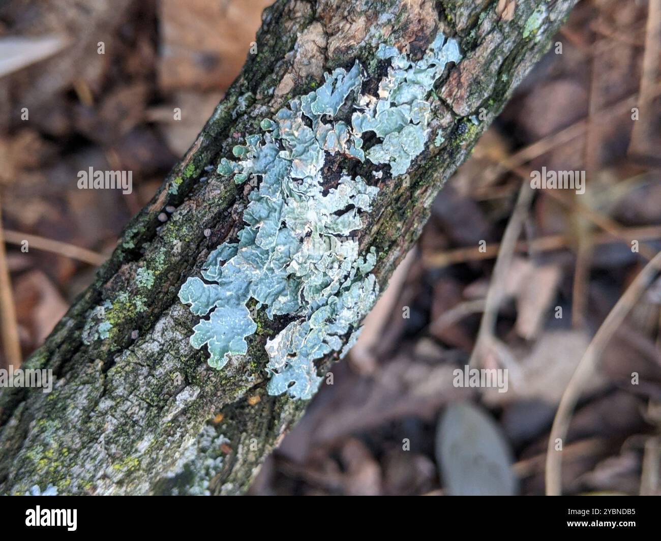 shield lichens (Parmelia) Fungi Stock Photo - Alamy