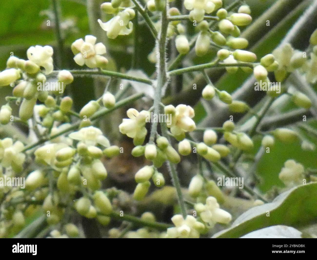vascular plants (Tracheophyta) Plantae Stock Photo - Alamy