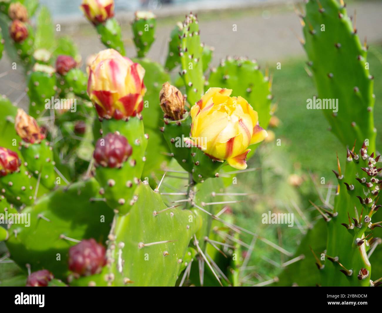 Blooming cactus in the park. Southern flora. Wide leaves with spines ...