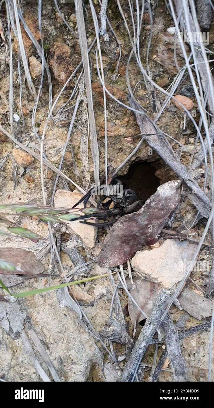 Union-Jack Wolf Spiders (Tasmanicosa) Arachnida Stock Photo - Alamy