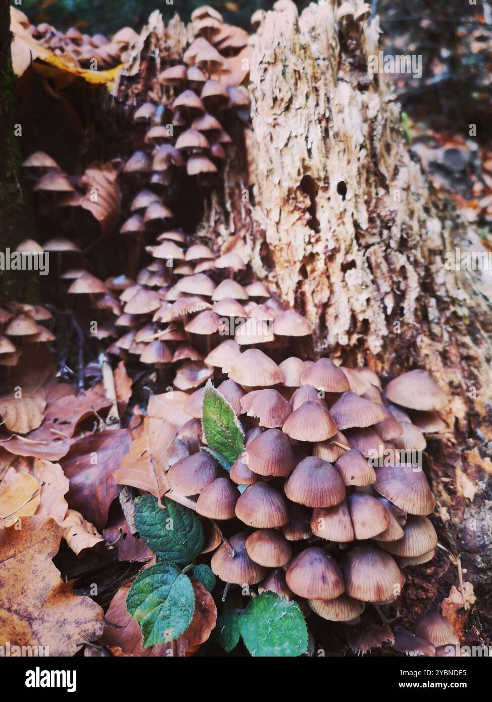Bleeding Fairy Helmet (Mycena haematopus) Fungi Stock Photo - Alamy