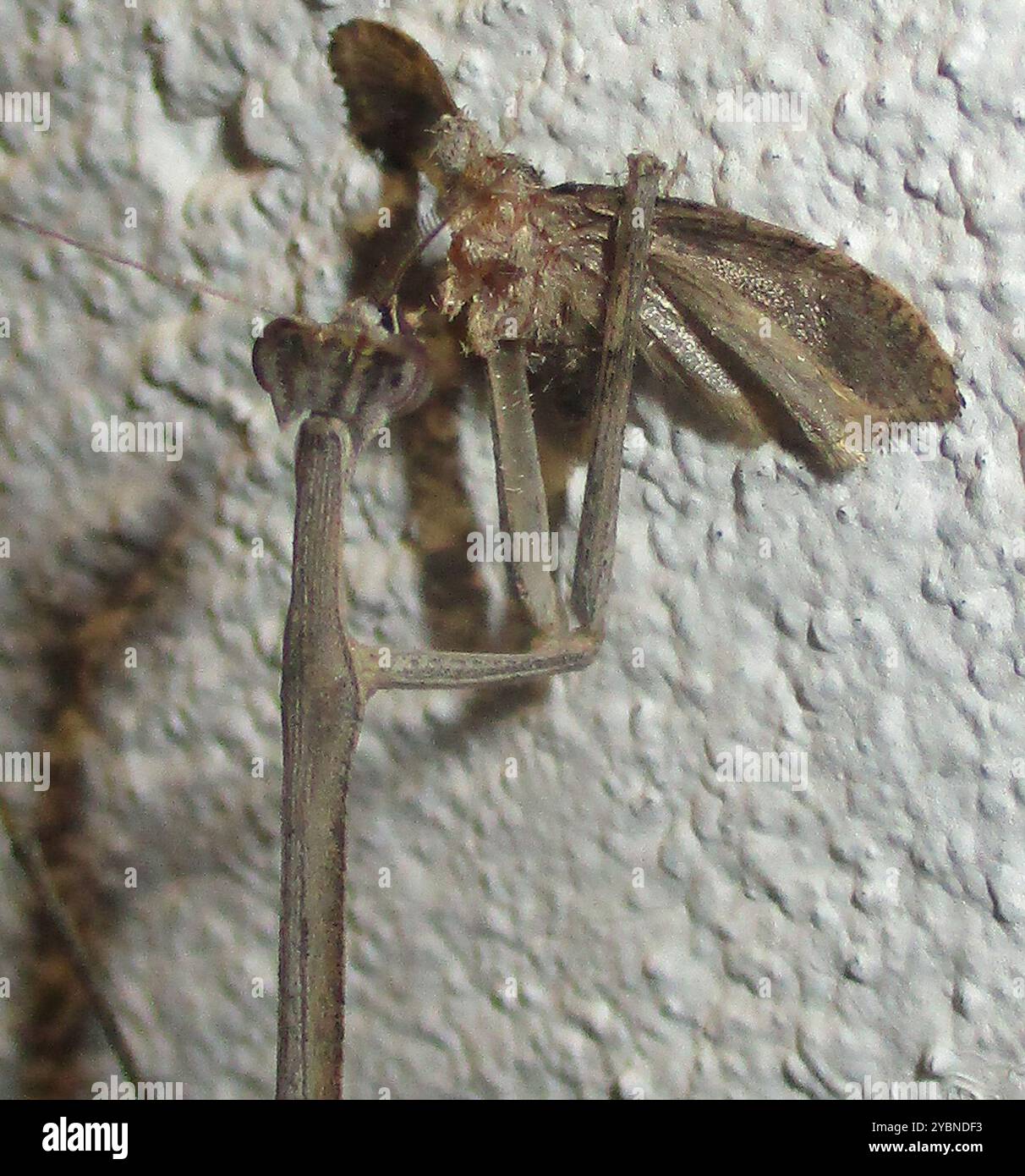 African Stick Mantises (Hoplocorypha) Insecta Stock Photo - Alamy